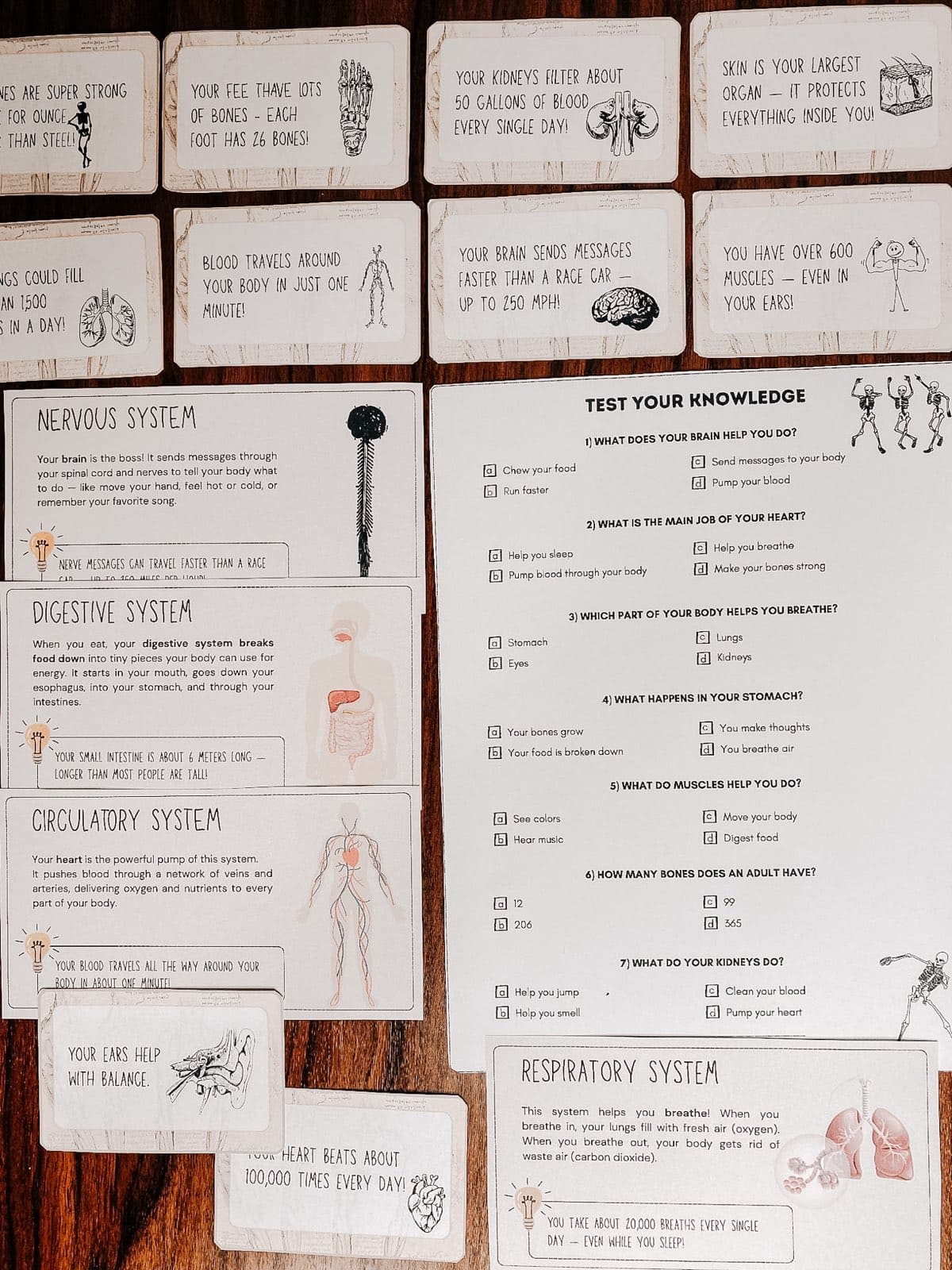 Wonders of the Human Body Mini study | Homeschool Printable – My Mega ...