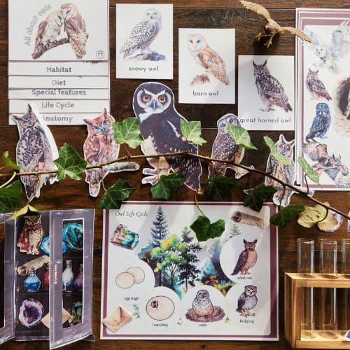 Owl Unit Study for Homeschool – Printable Learning Pack – My Mega ...