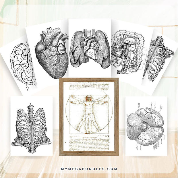 Vintage Anatomy Posters | Homeschool Printable – My Mega Bundles LLC