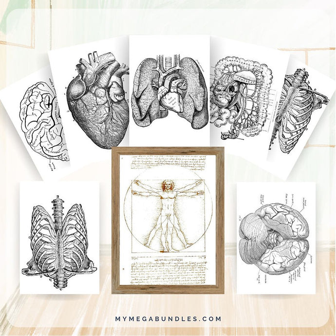 Vintage Anatomy Posters | Homeschool Printable – My Mega Bundles LLC