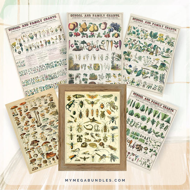 Vintage Nature Posters | Homeschool Printable – My Mega Bundles LLC